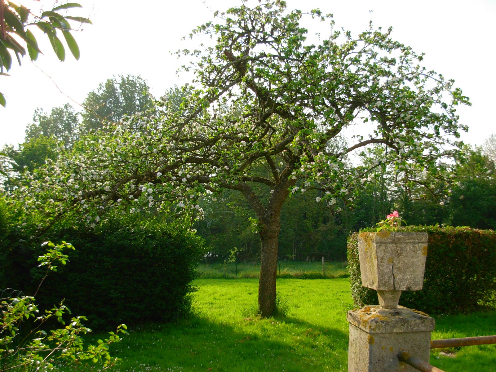 Le pommier
